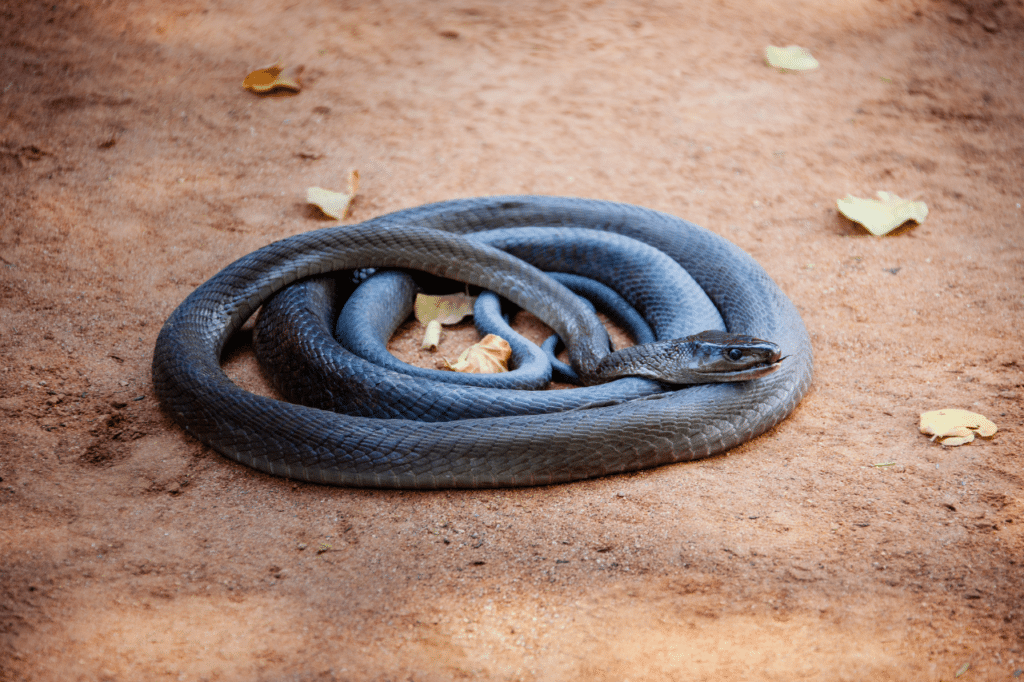 Serpenti Italiani: Esplorazione e conoscenza della fauna